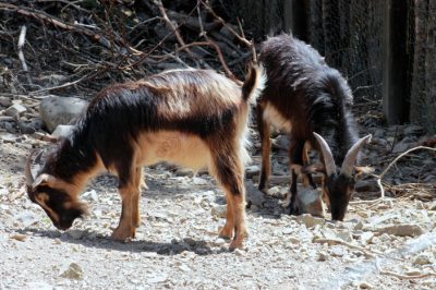 Arapawa Goat - Breed Profile - Goat Journal